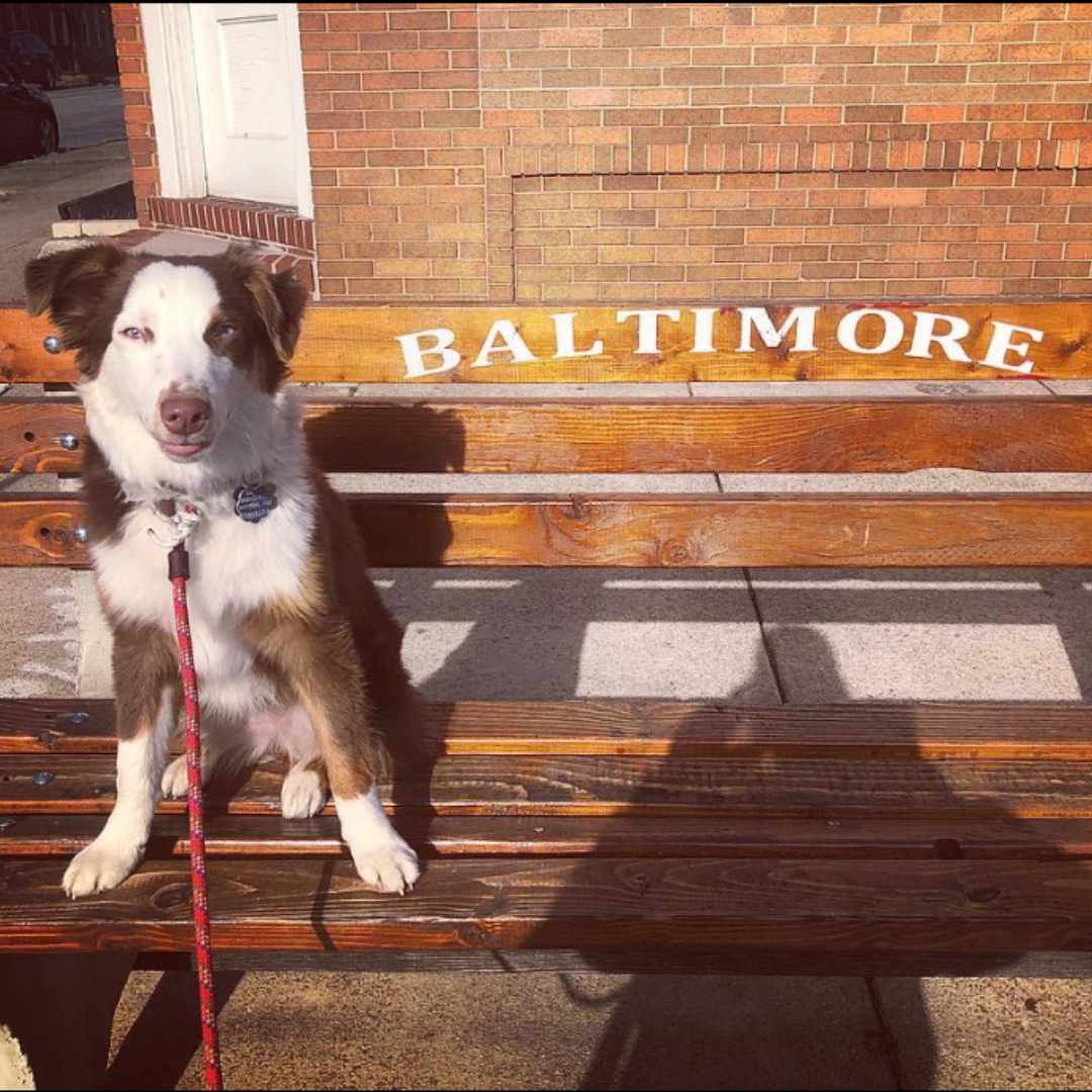 Client Spotlight Molly Doherty Owner Of Unleashed Baltimore